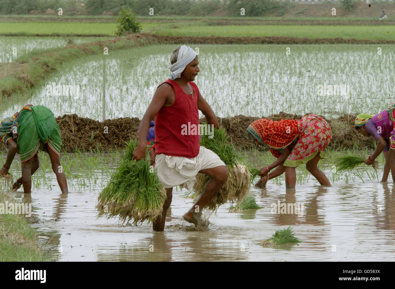Women workers sowing rice Stock Photo - Alamy