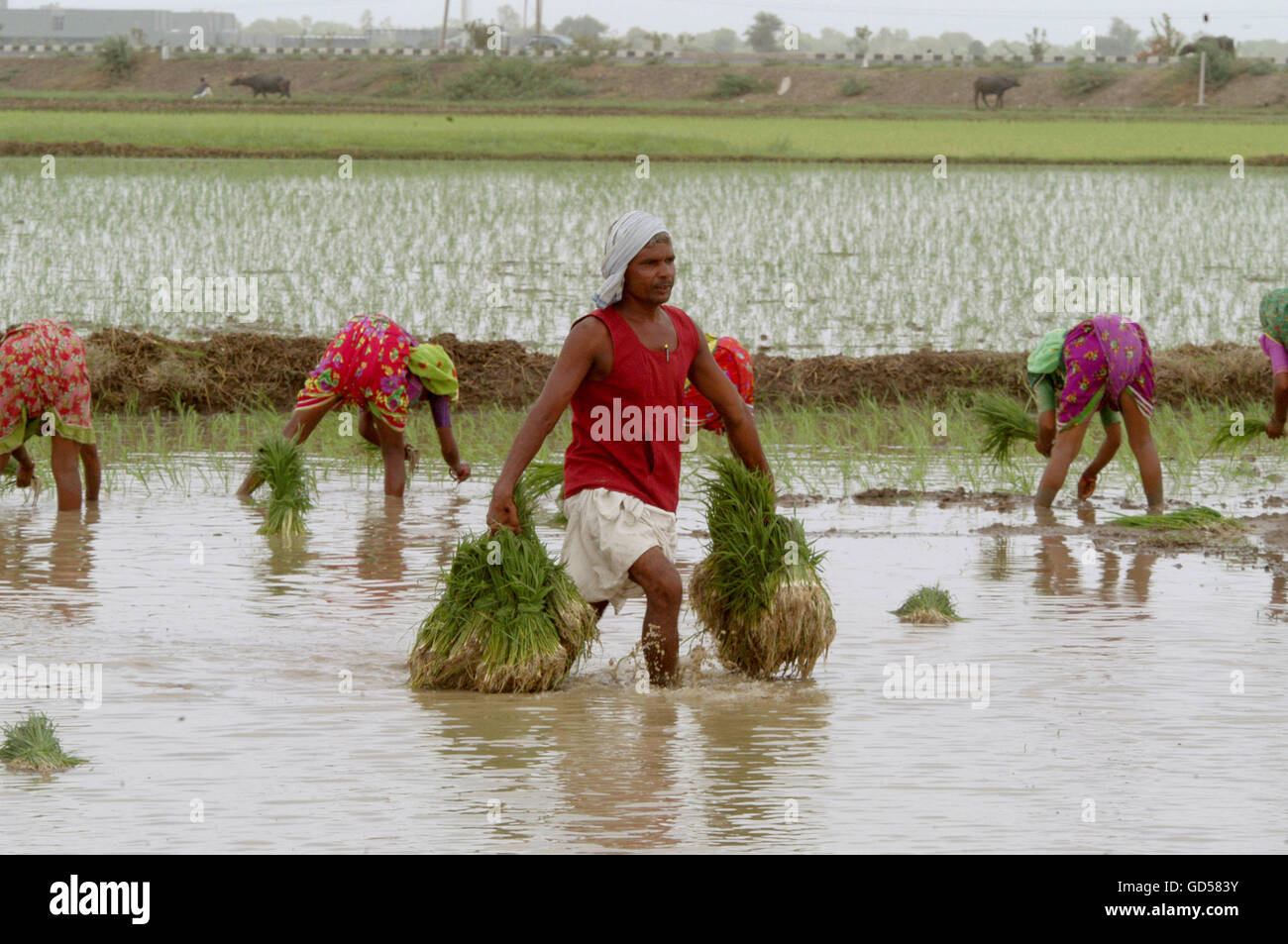 Workers sowing rice Stock Photo - Alamy