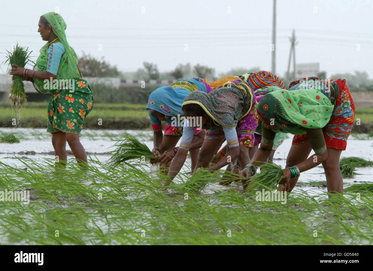 Gujarat women workers hi-res stock photography and images - Alamy