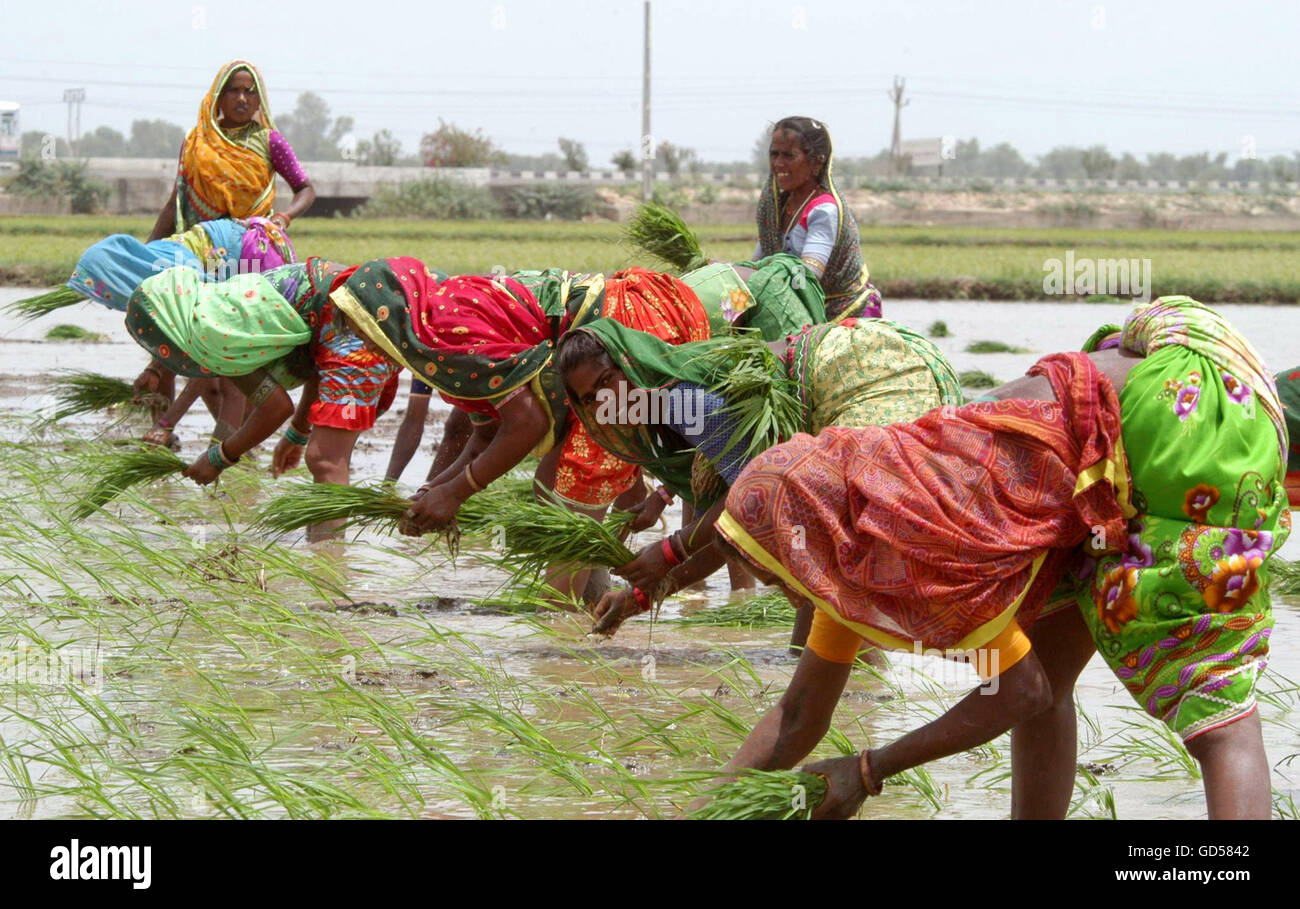 Women workers sowing rice Stock Photo - Alamy