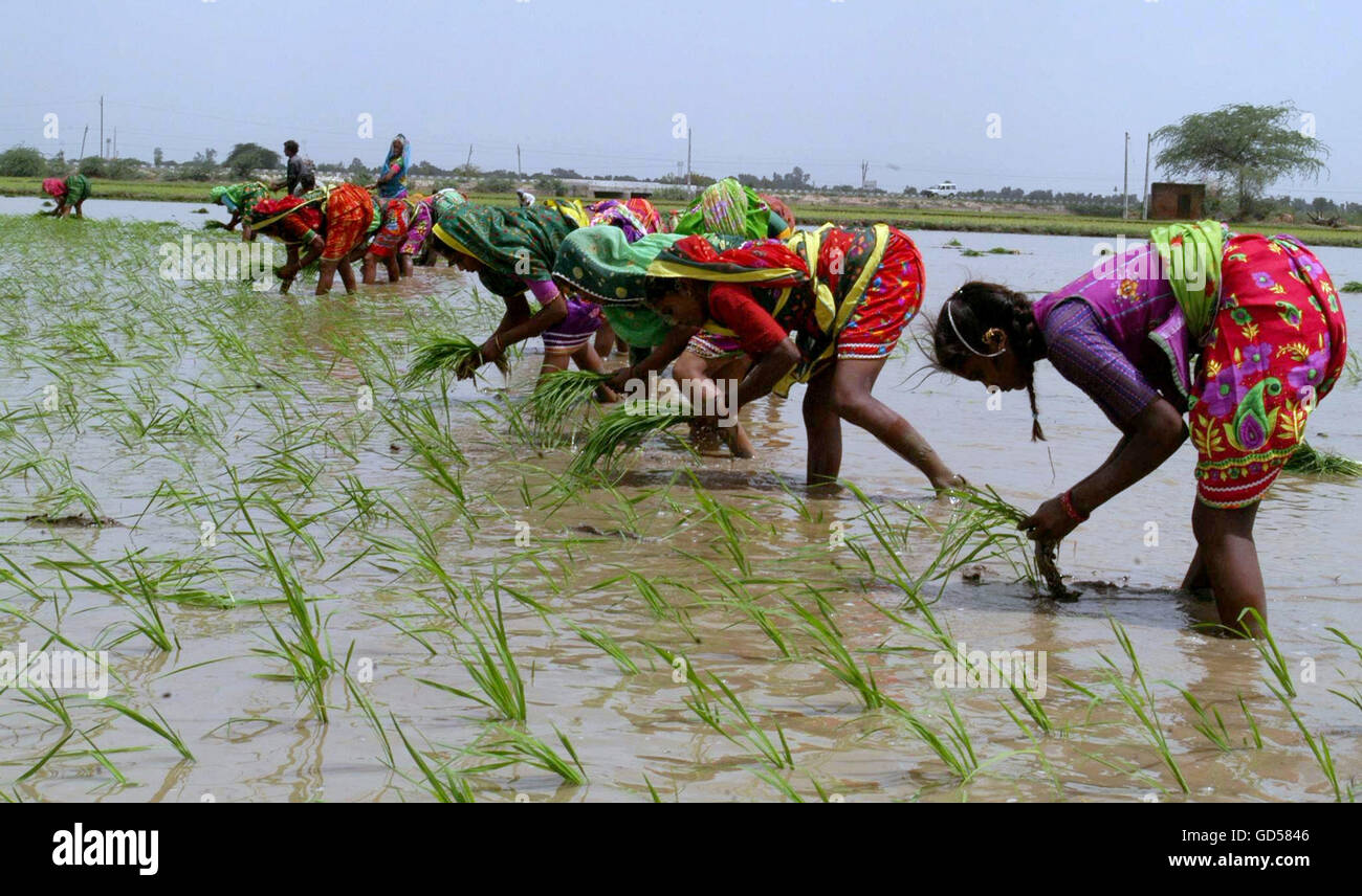 Women workers sowing rice Stock Photo - Alamy