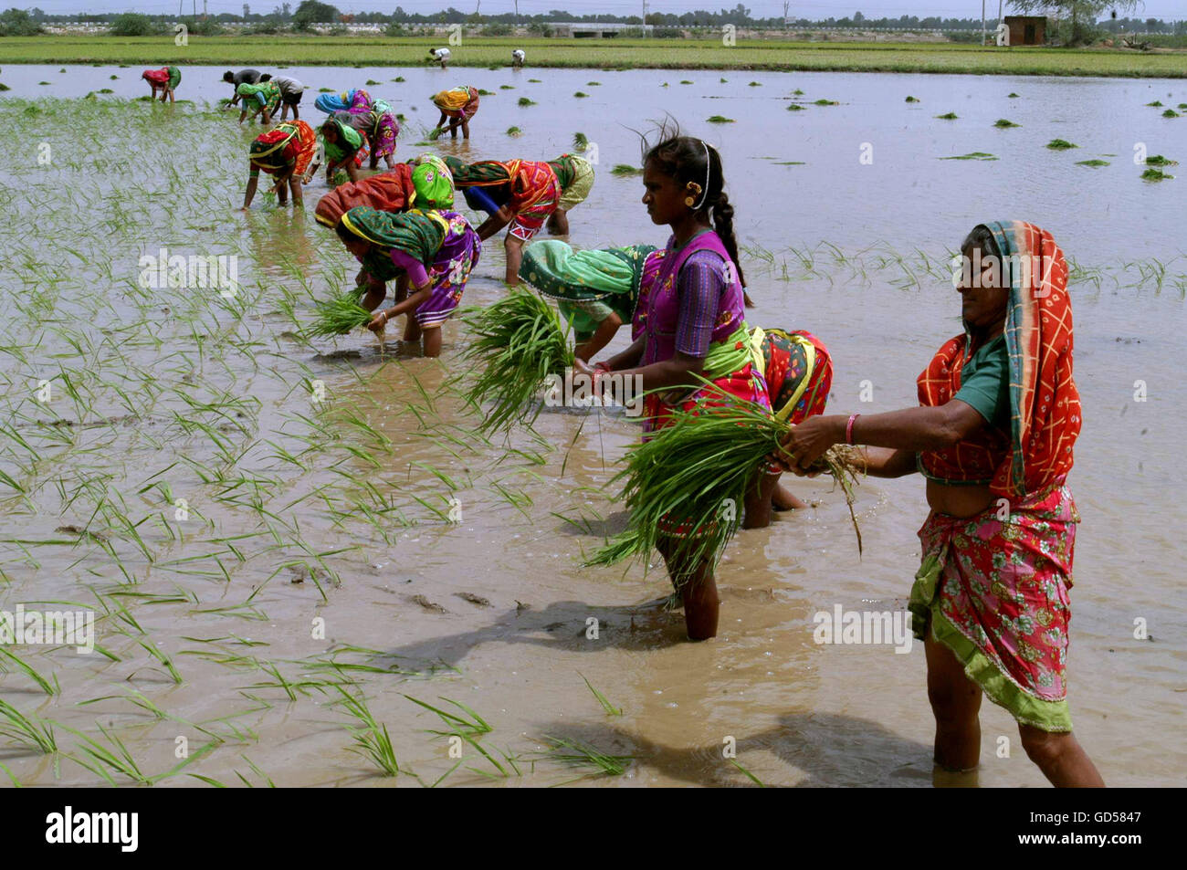 Women workers sowing rice Stock Photo - Alamy