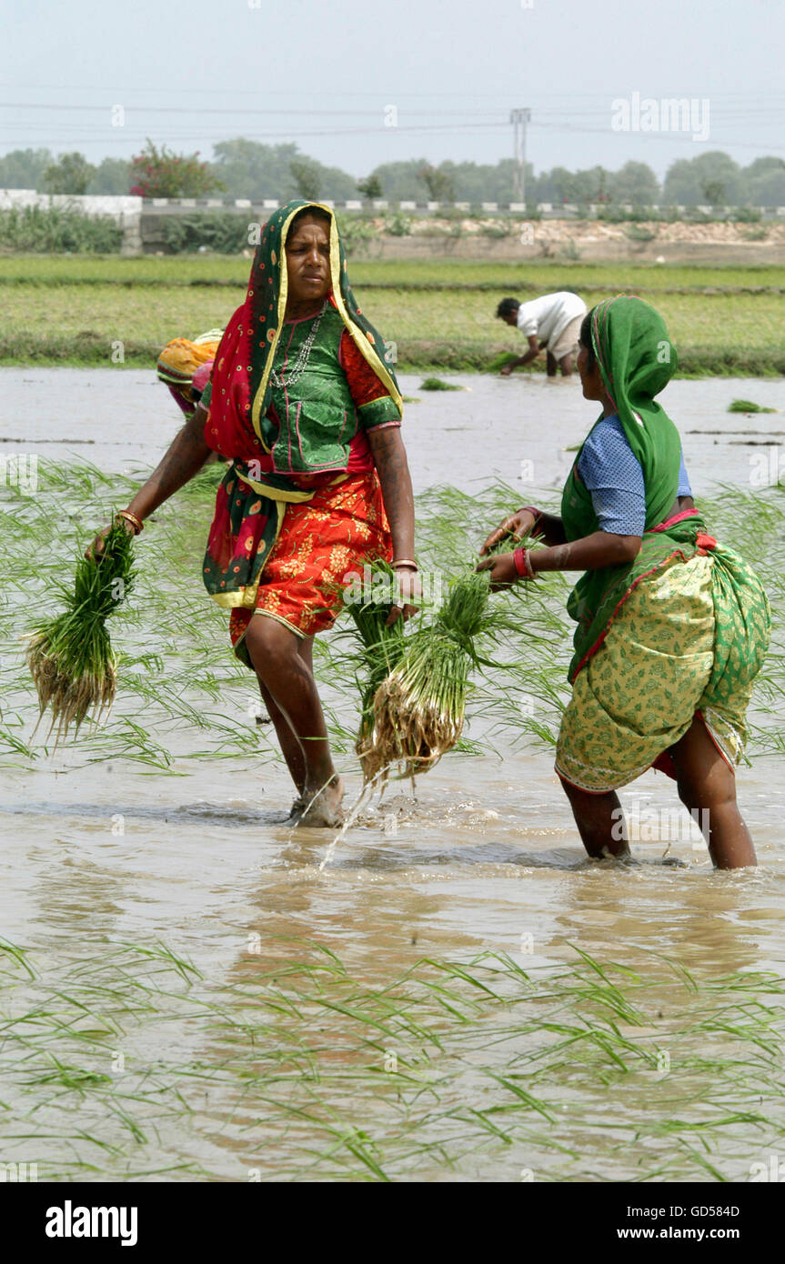 Women workers sowing rice Stock Photo - Alamy