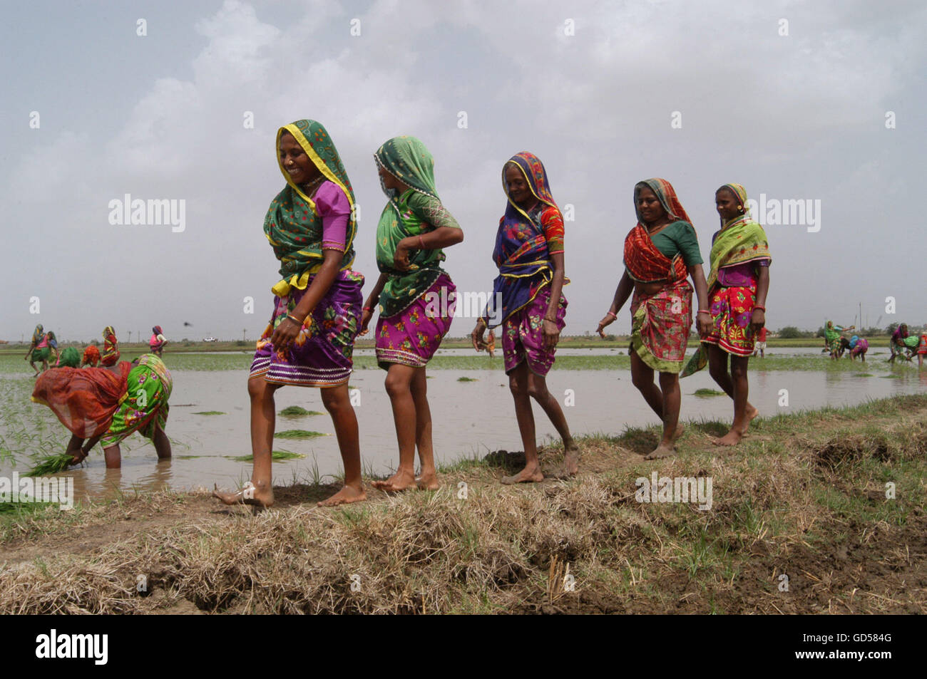 Women workers sowing rice Stock Photo - Alamy