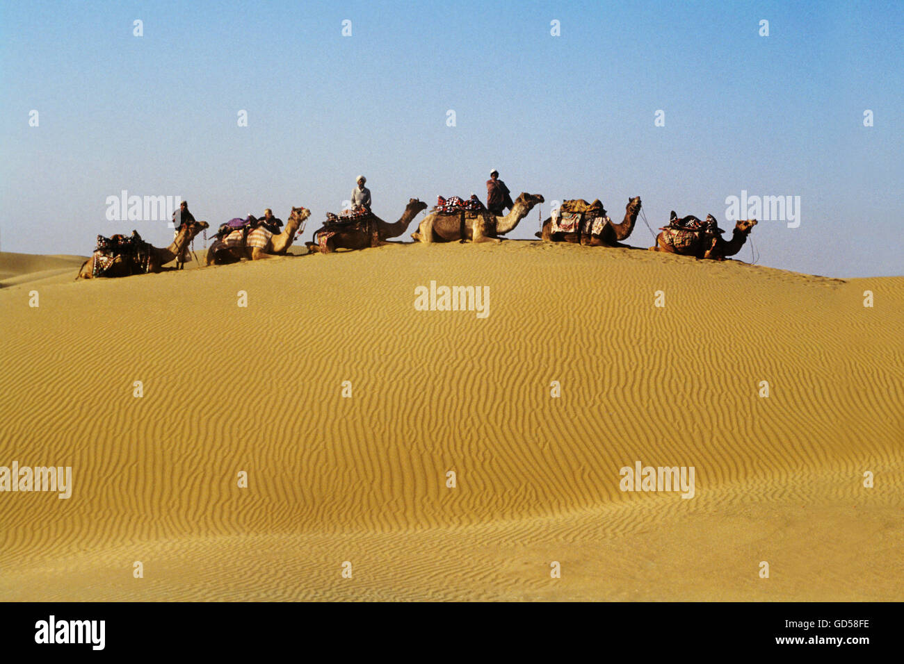 Camels in desert Stock Photo - Alamy