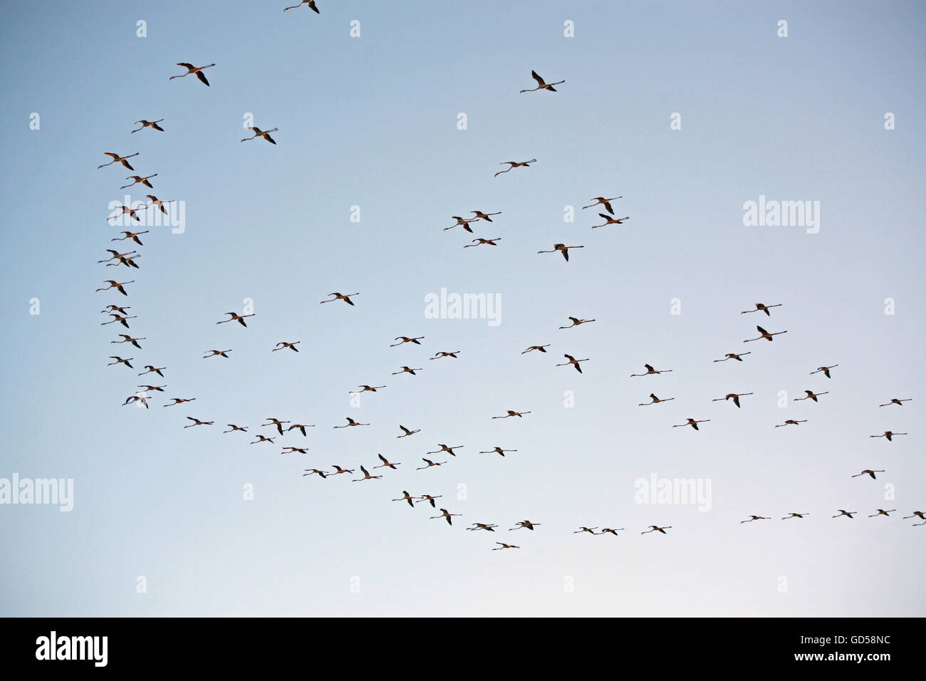 A flamboyance of flamingos flying Stock Photo - Alamy