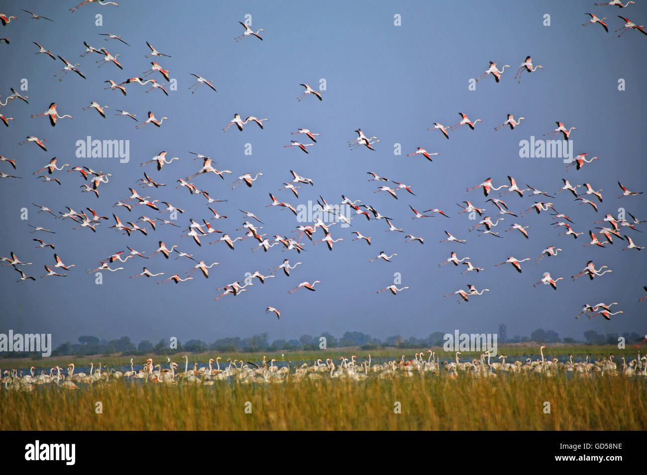 A flamboyance of flamingos flying Stock Photo - Alamy