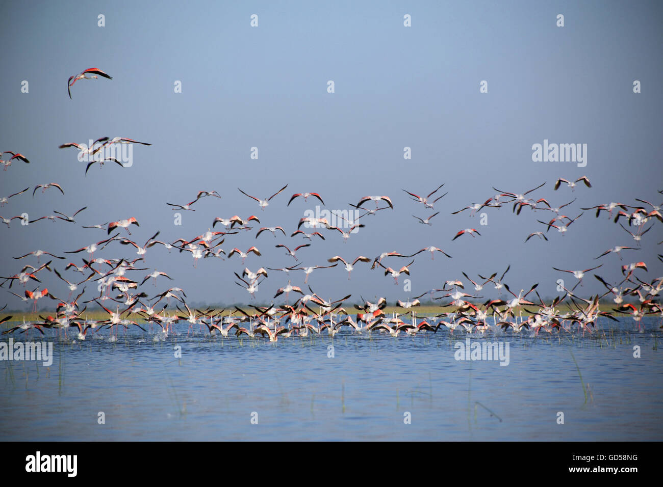 A flamboyance of flamingos flying Stock Photo - Alamy