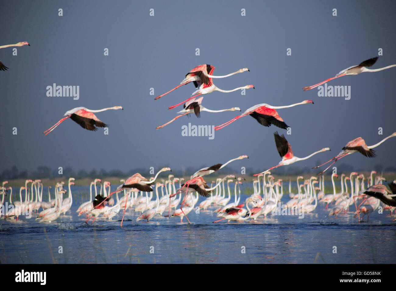 A flamboyance of flamingos flying Stock Photo - Alamy