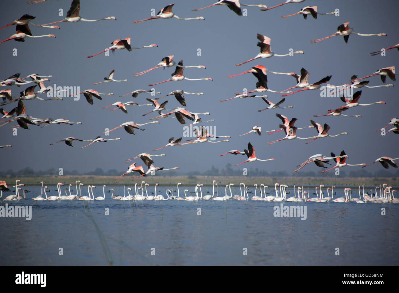 A flamboyance of flamingos flying Stock Photo - Alamy