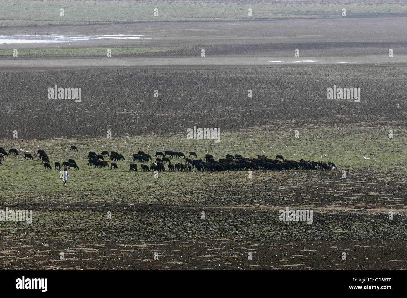 Man grazing cattle Stock Photo - Alamy