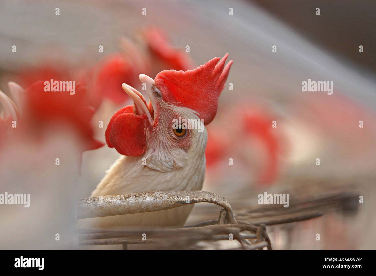 Andhra pradesh farm hi-res stock photography and images - Alamy