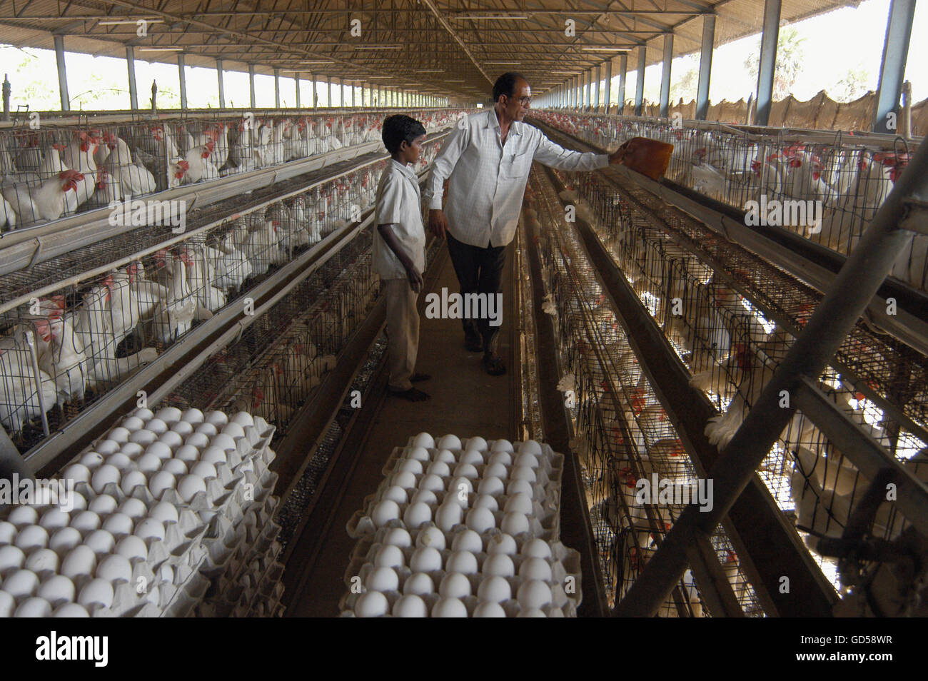 Poultry farm india hi-res stock photography and images - Alamy