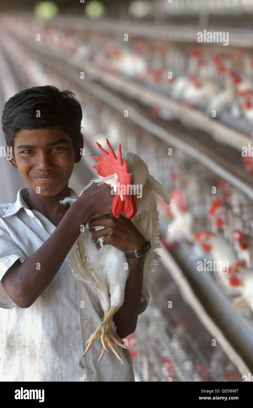 Poultry science hi-res stock photography and images - Alamy