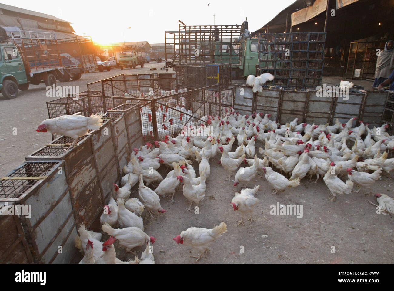 Poultry science hi-res stock photography and images - Alamy