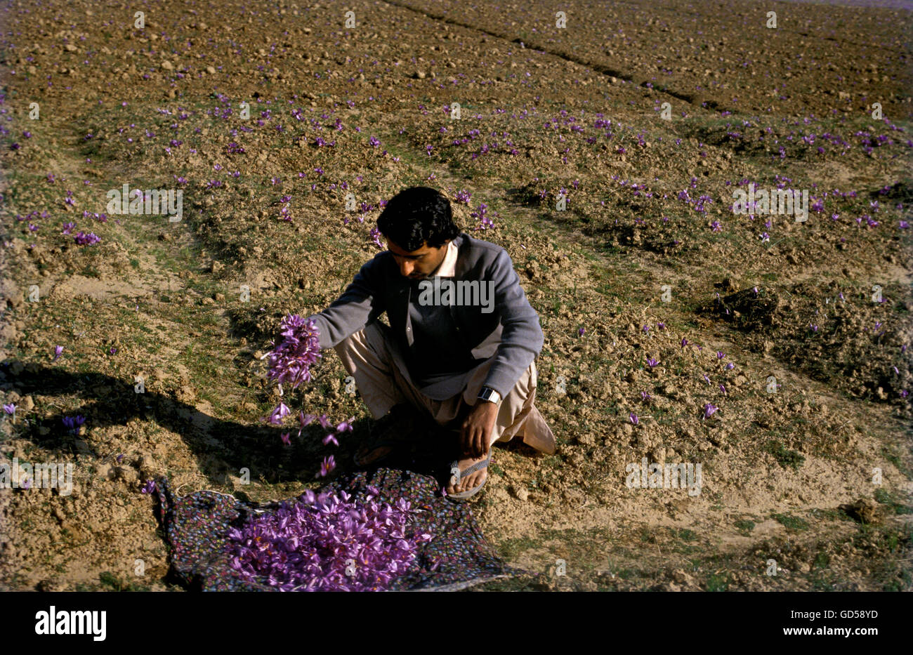 Farmer working in saffron fields Stock Photo - Alamy
