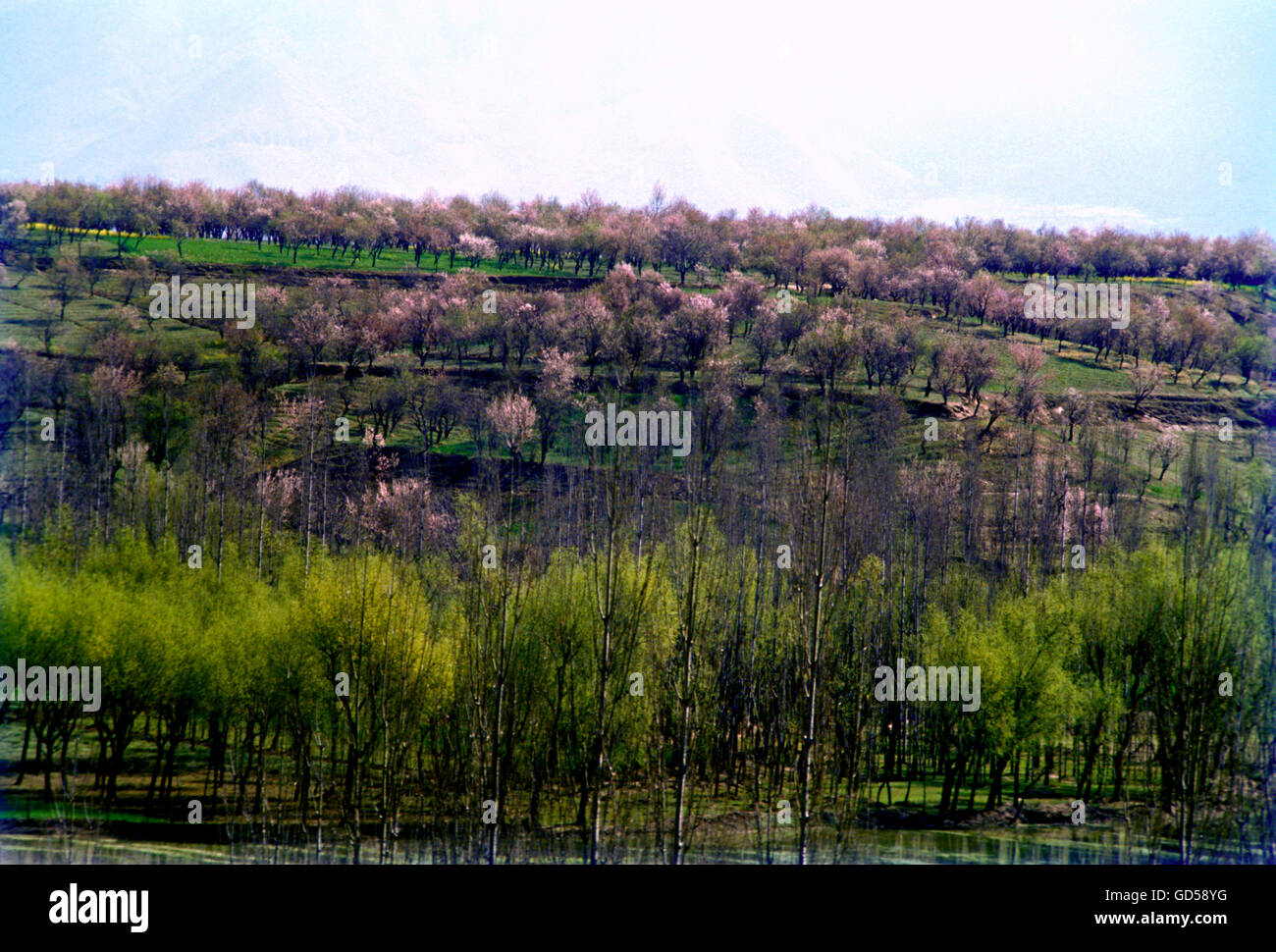 Scenic beauty of Pampore area Stock Photo - Alamy