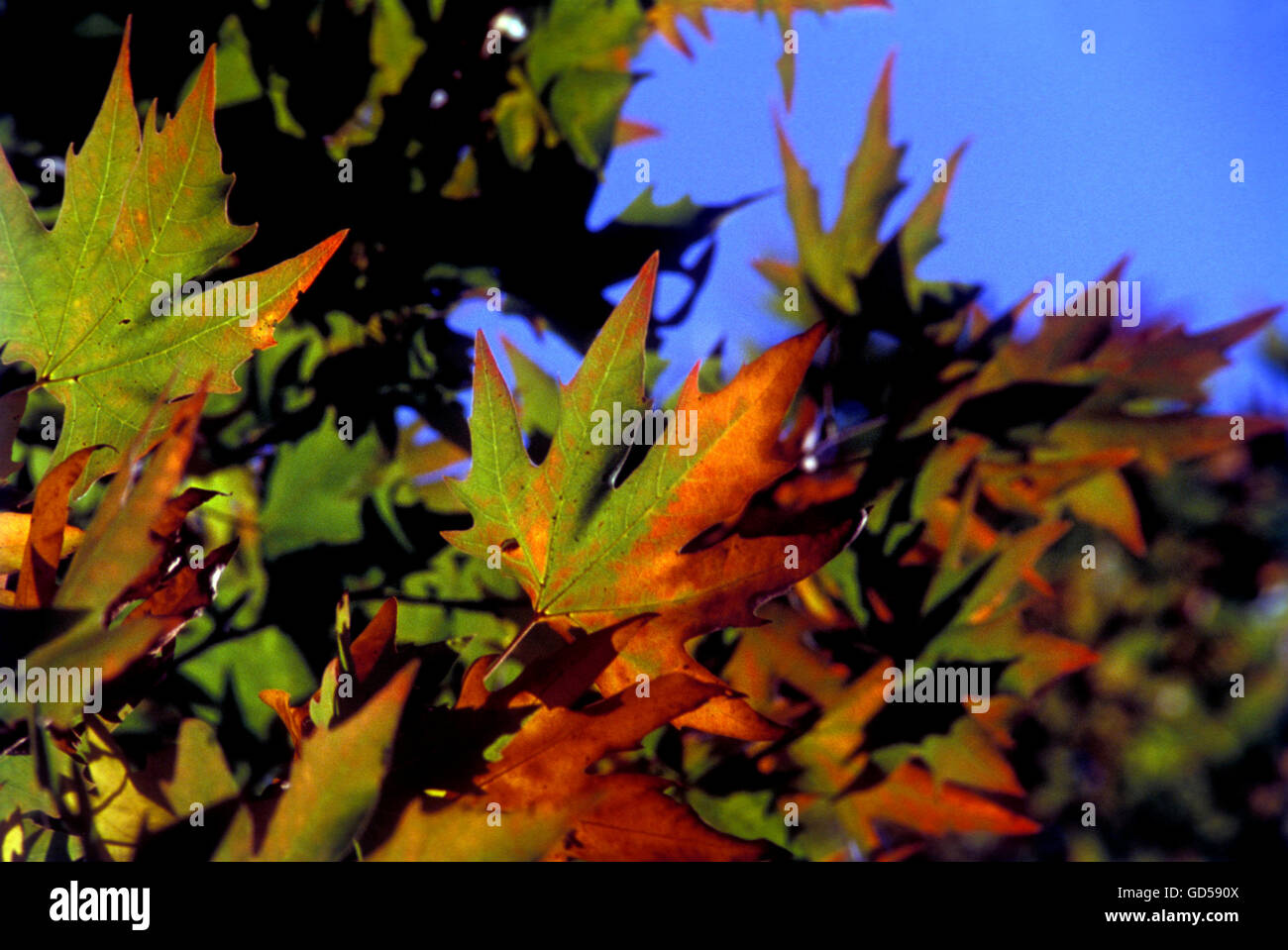 Chinar leaf hi-res stock photography and images - Alamy
