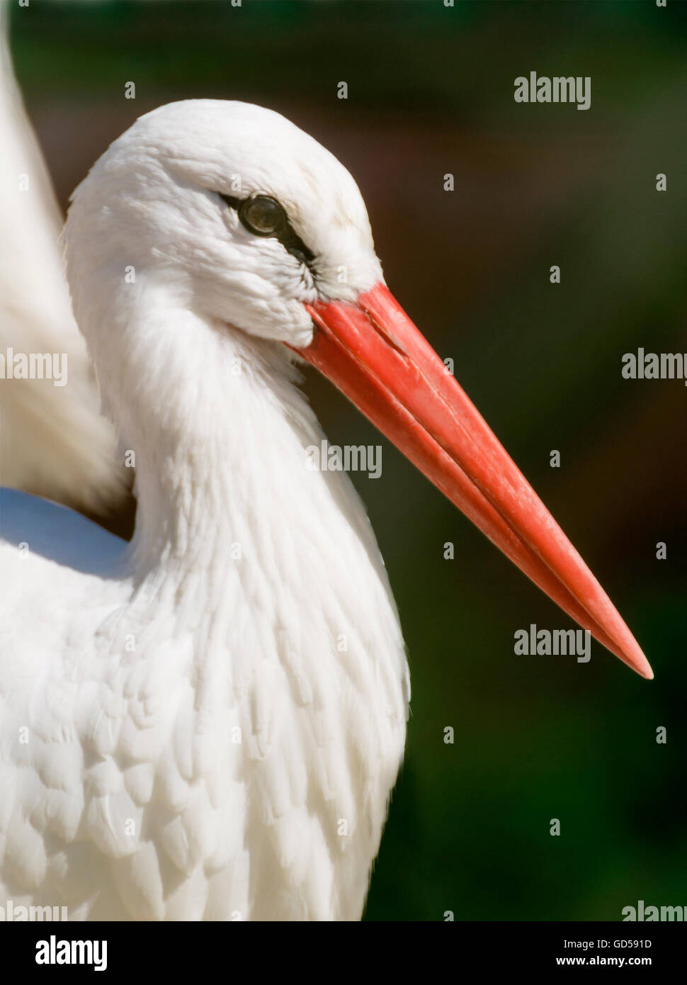Wild White Stork Bird (Ciconia Ciconia Stock Photo - Alamy