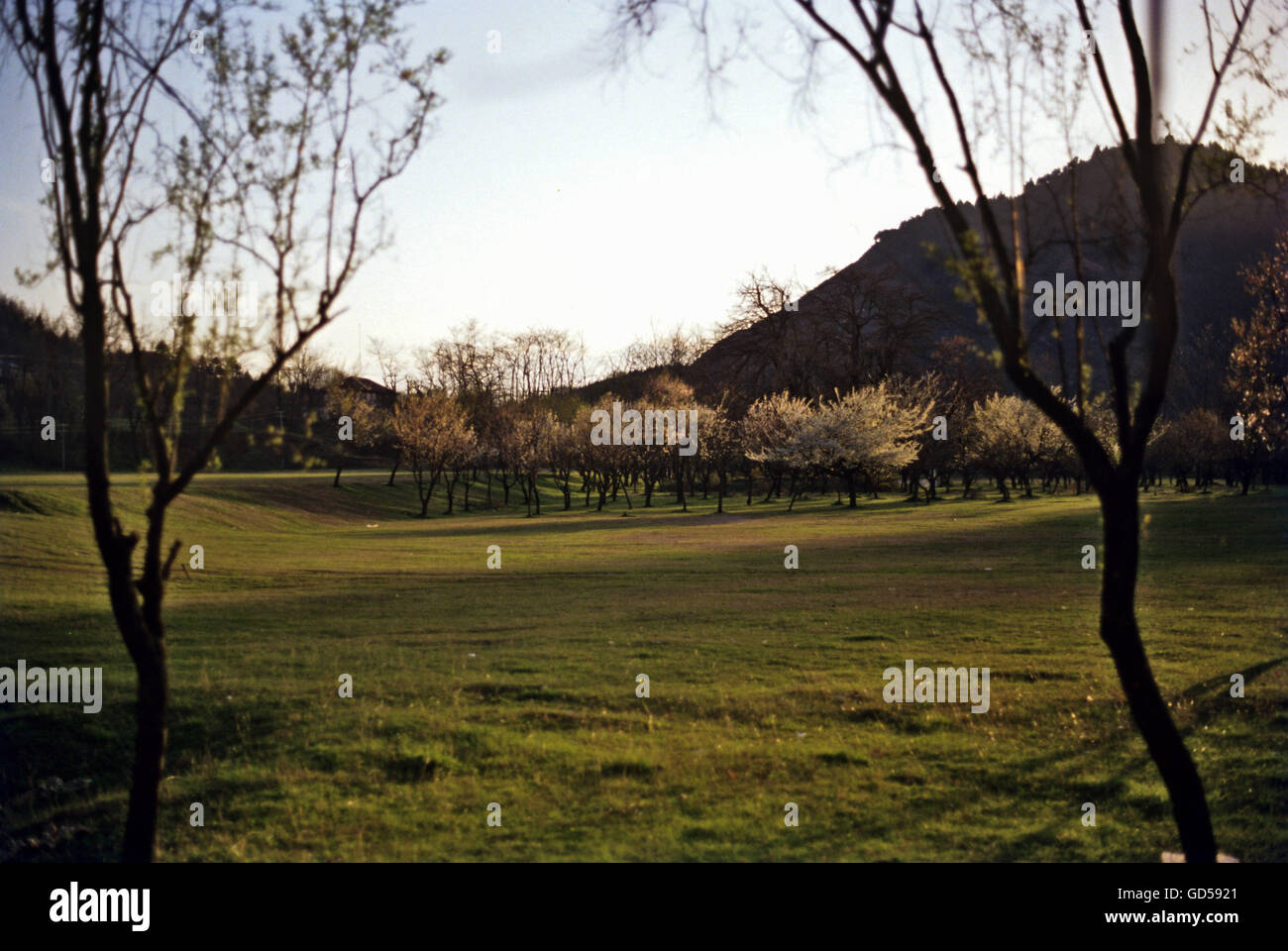 Almond trees kashmir hi-res stock photography and images - Alamy