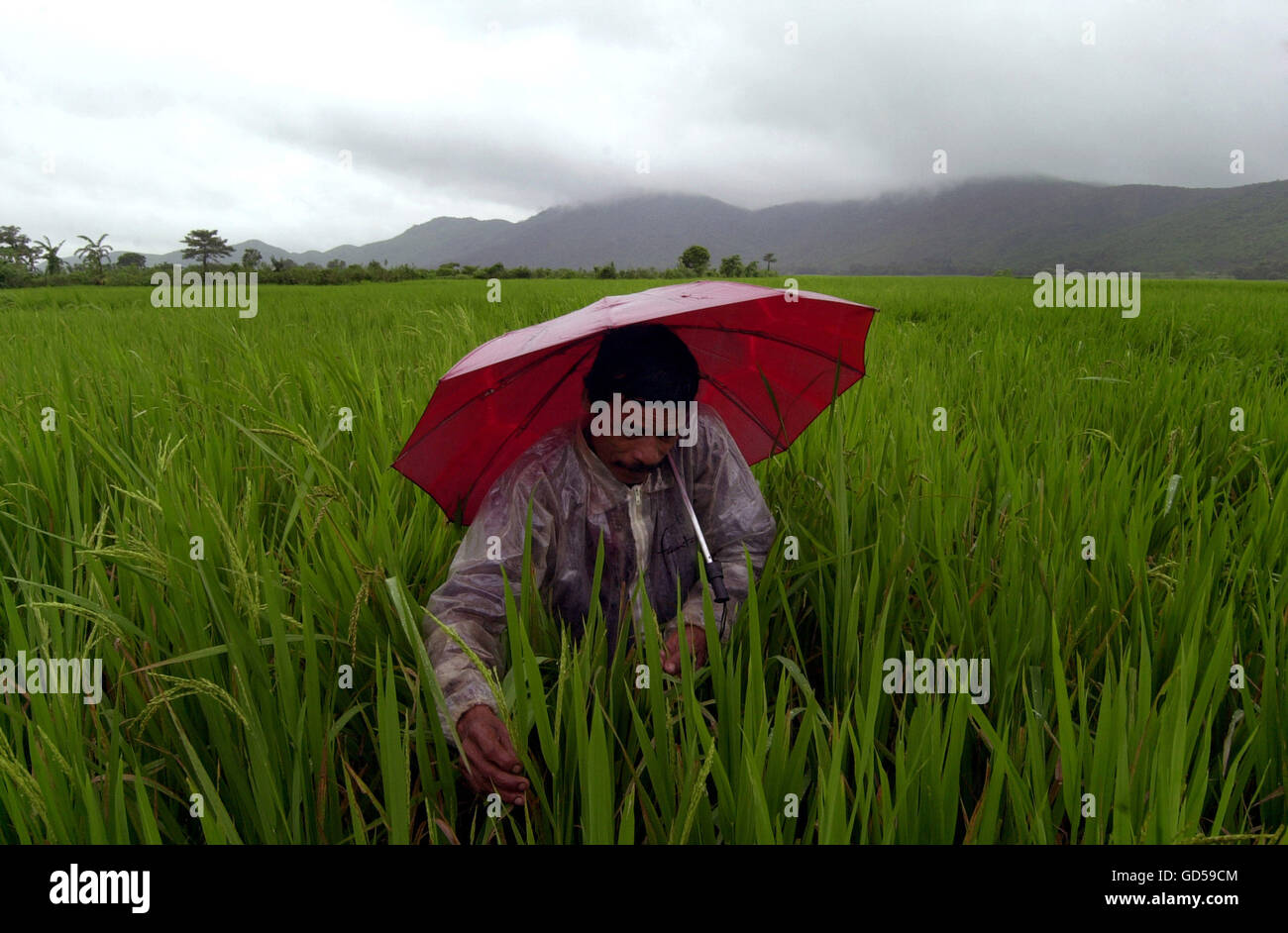 Man sitting in the field Stock Photo - Alamy