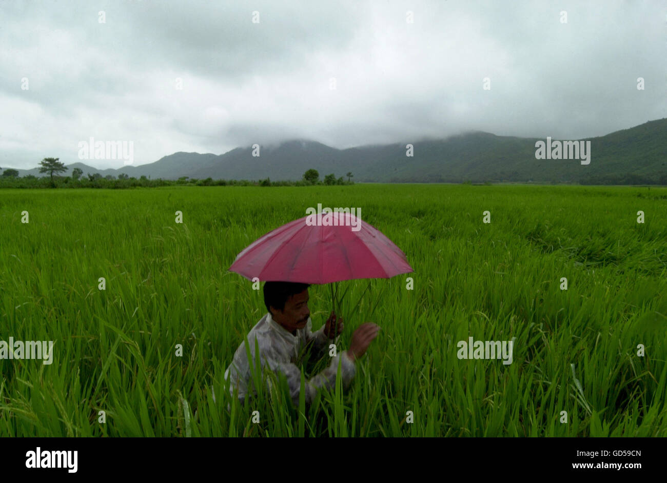Man sitting in the field Stock Photo - Alamy