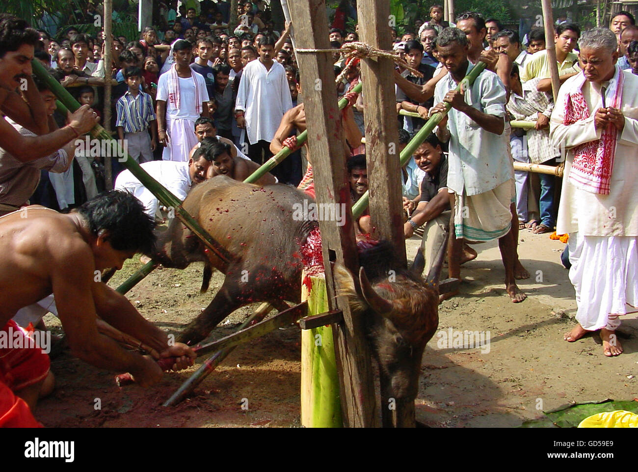 Bull slaughter hi-res stock photography and images - Alamy