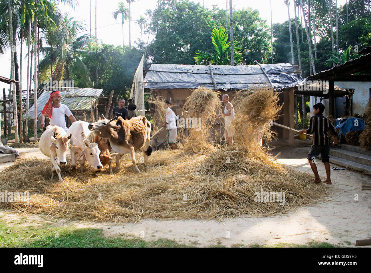 Traditional method of threshing hi-res stock photography and images - Alamy