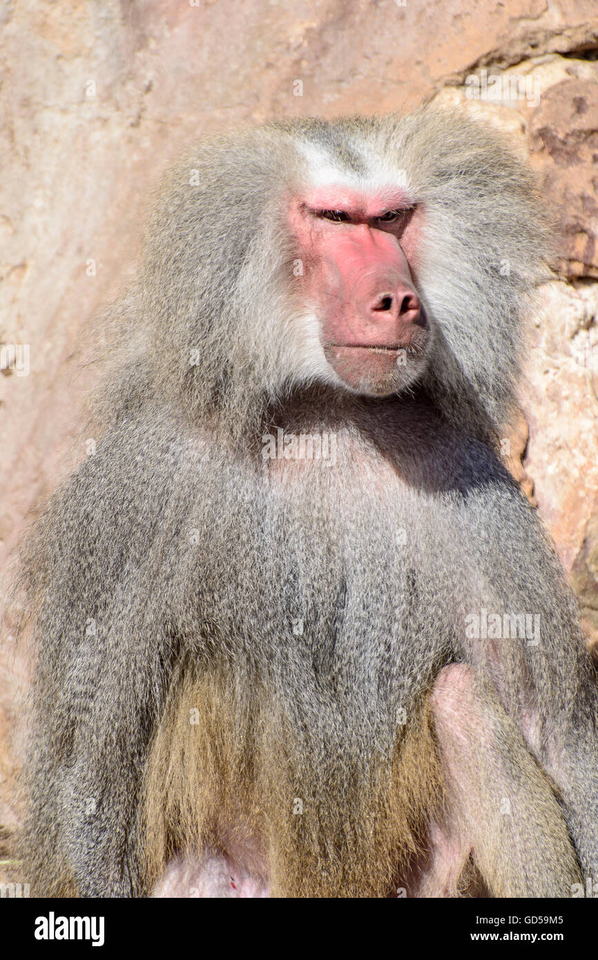 Baboon Portrait with Menacing Look, a Male Hamadryas Baboon (Papio ...