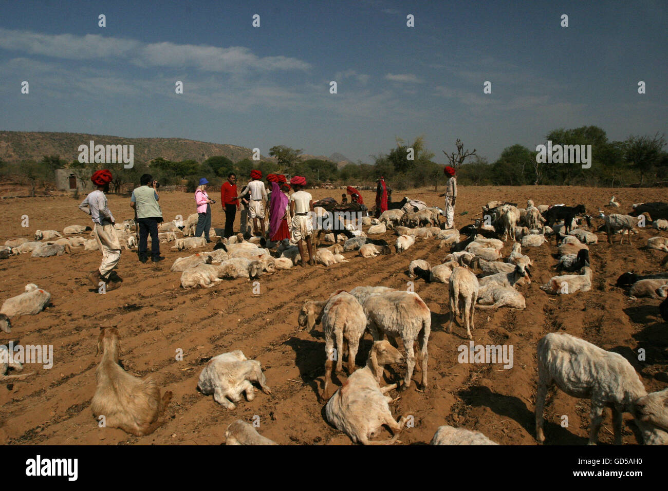 Nomads with their cattle Stock Photo - Alamy
