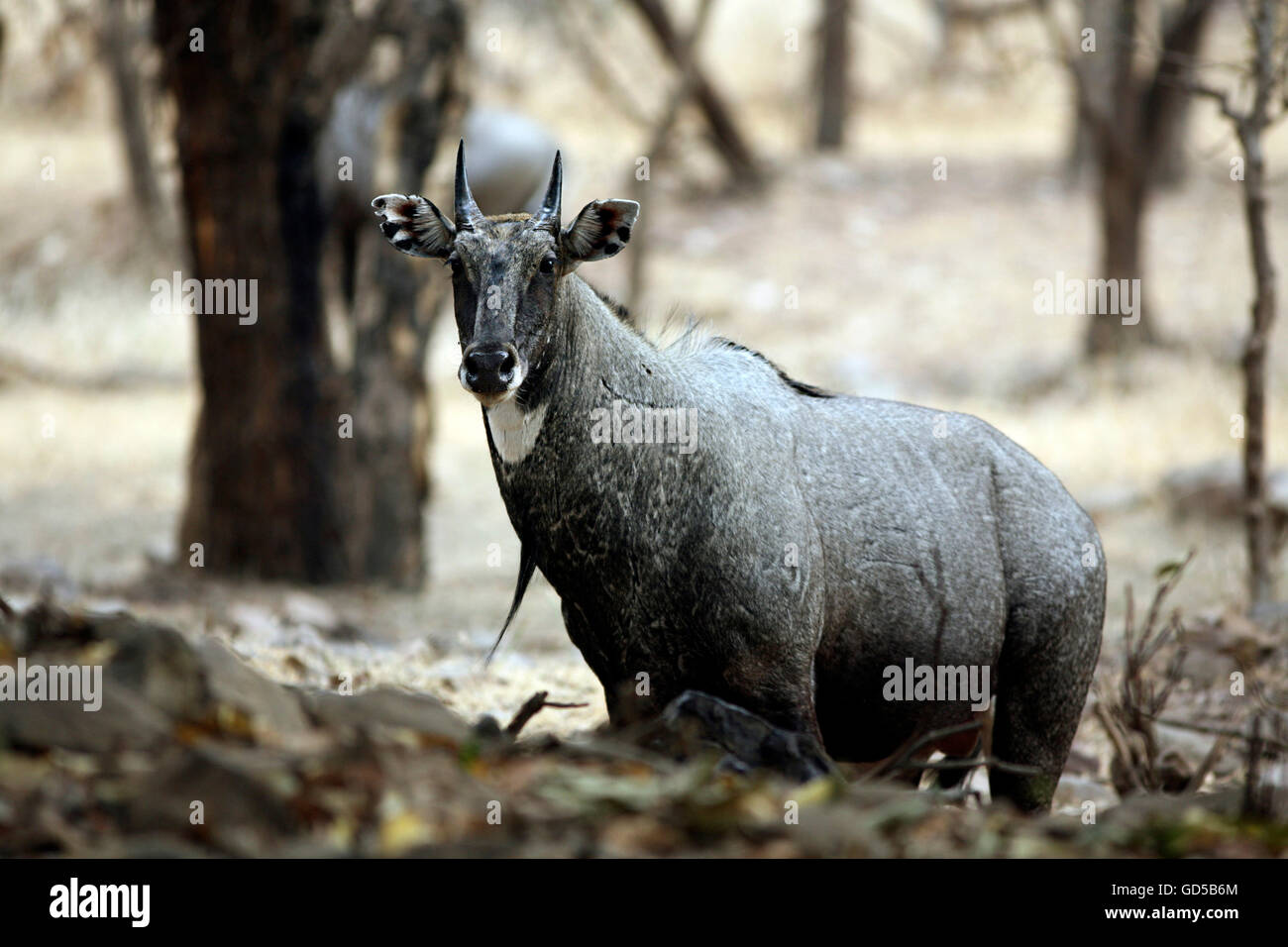 Nilgai at National Park Stock Photo - Alamy
