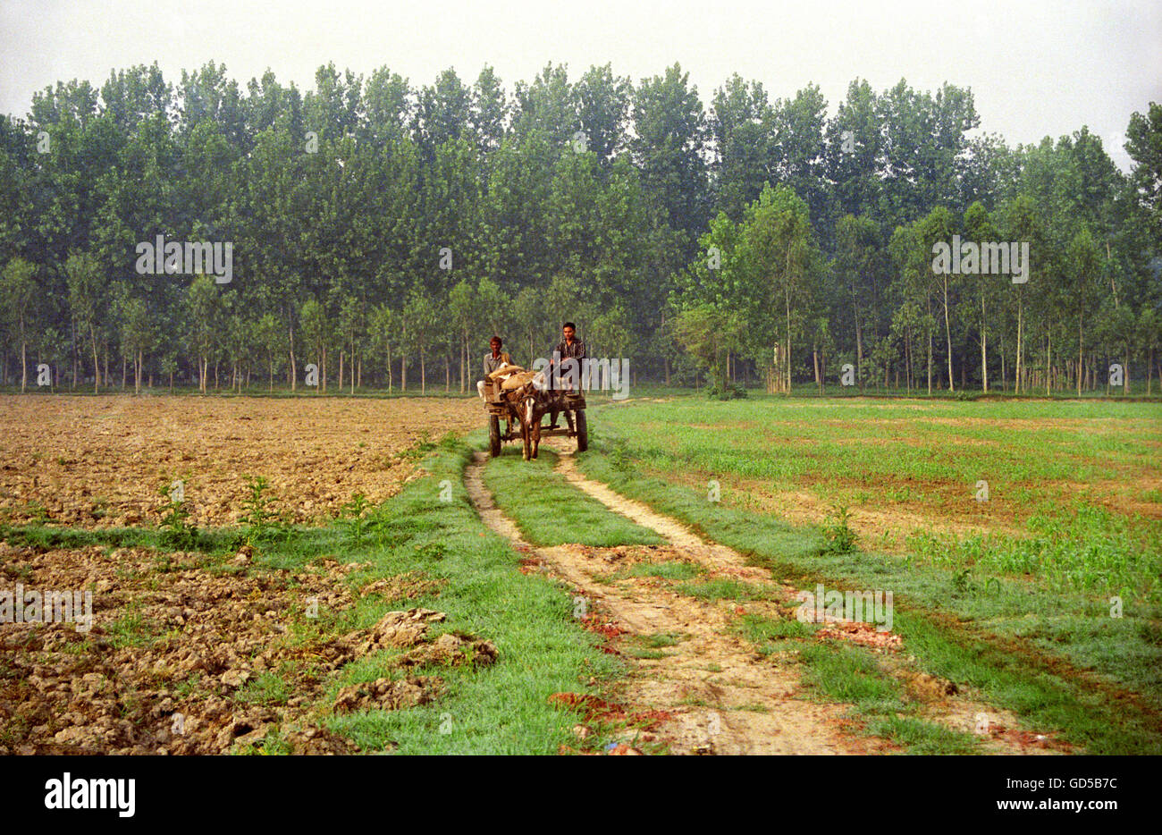 Cart in the fields Stock Photo - Alamy