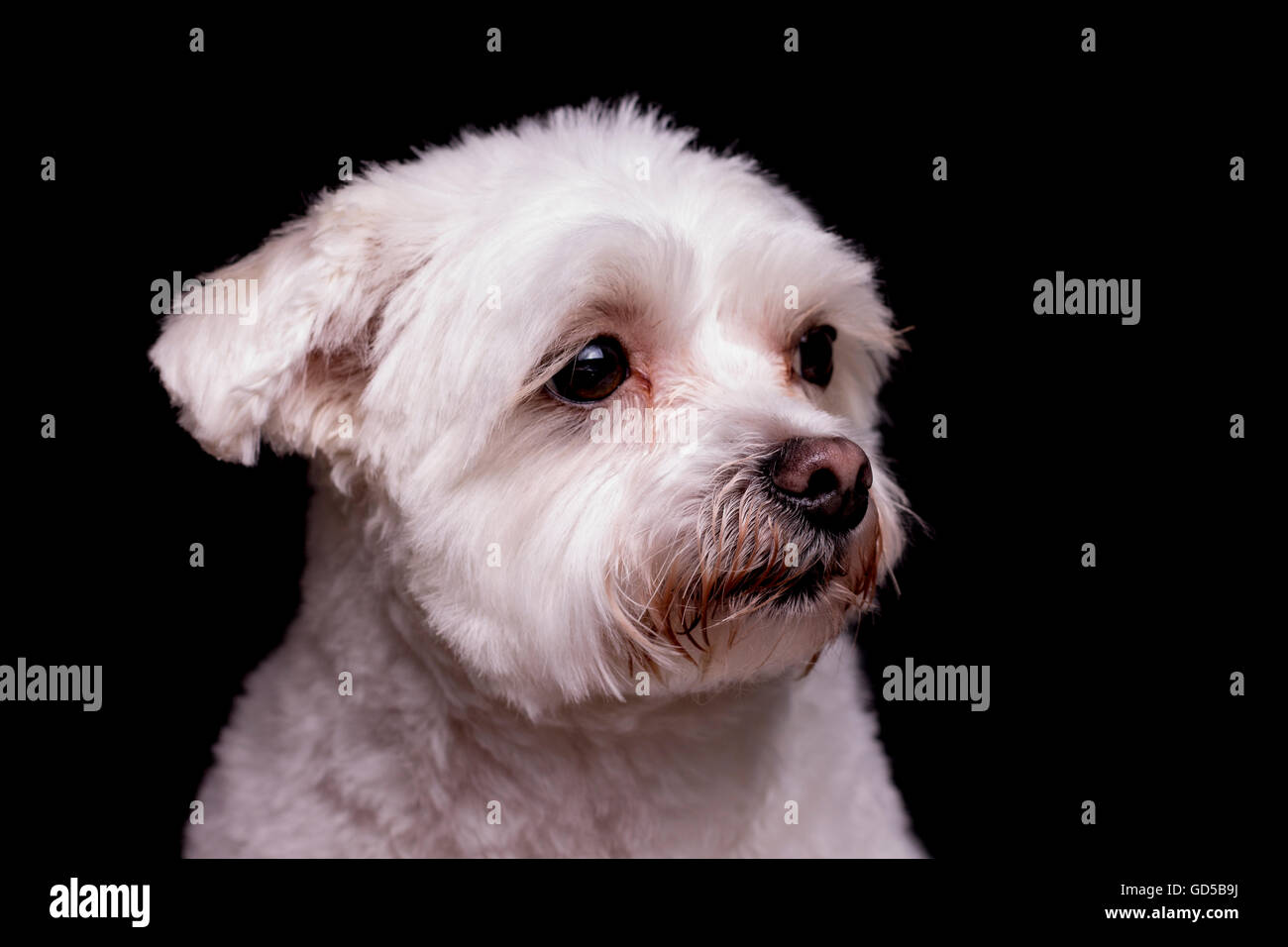poodle on black background facing front Stock Photo - Alamy