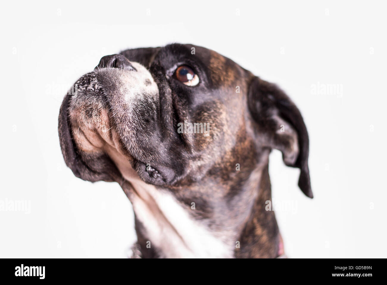 Boxer Profile High Resolution Stock Photography and Images - Alamy