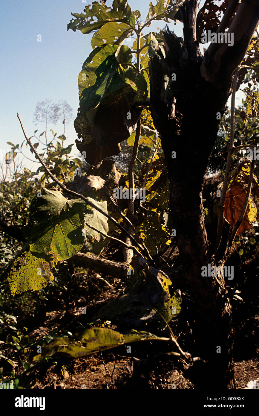 Tendu tree hi-res stock photography and images - Alamy