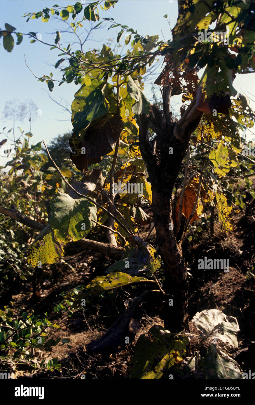 Tendu tree hi-res stock photography and images - Alamy