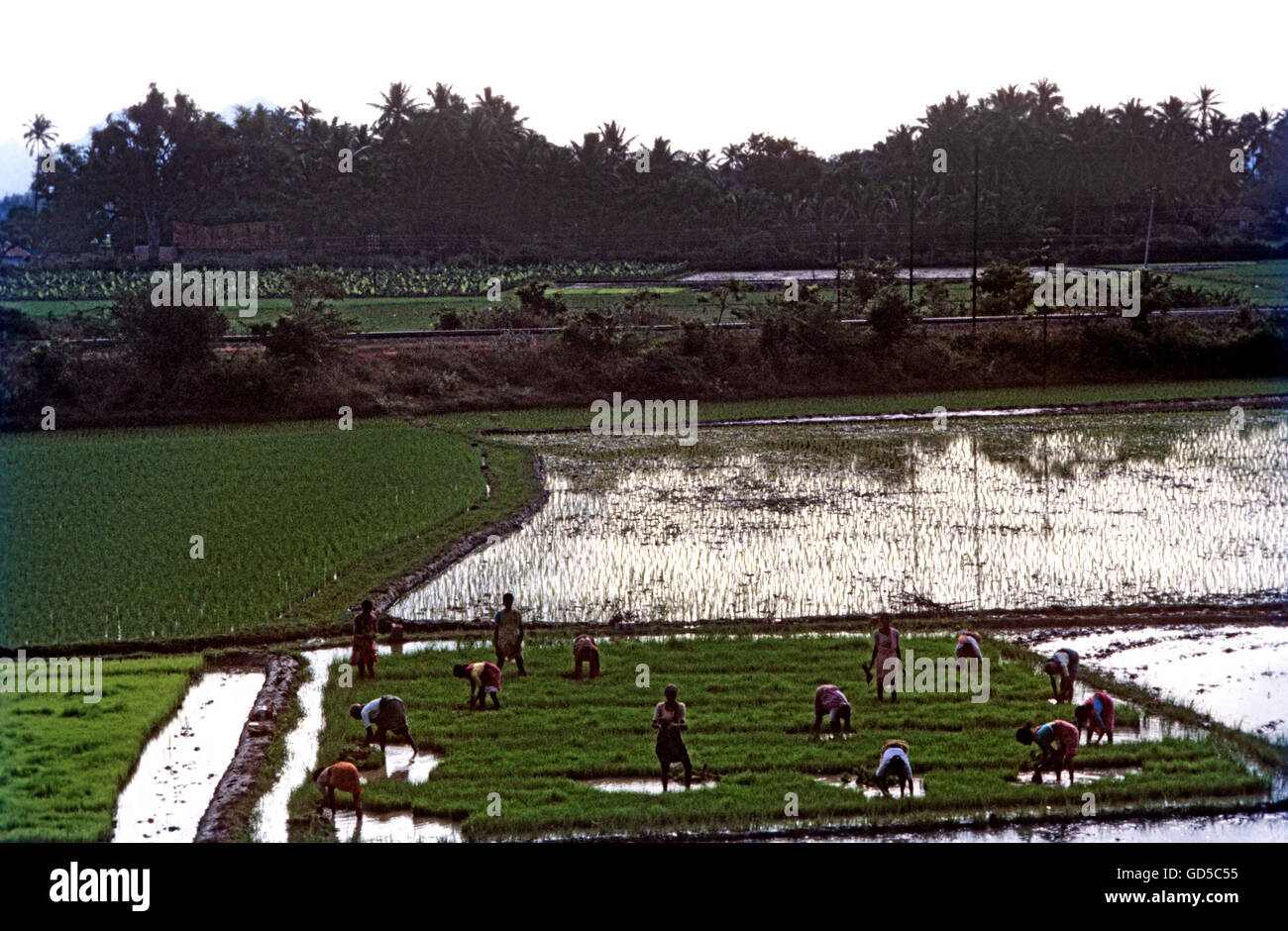 Paddy field road hi-res stock photography and images - Alamy