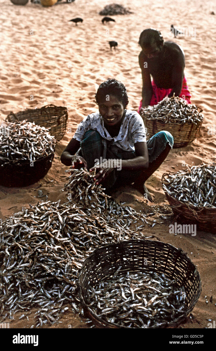 Salting and drying fish Stock Photo - Alamy