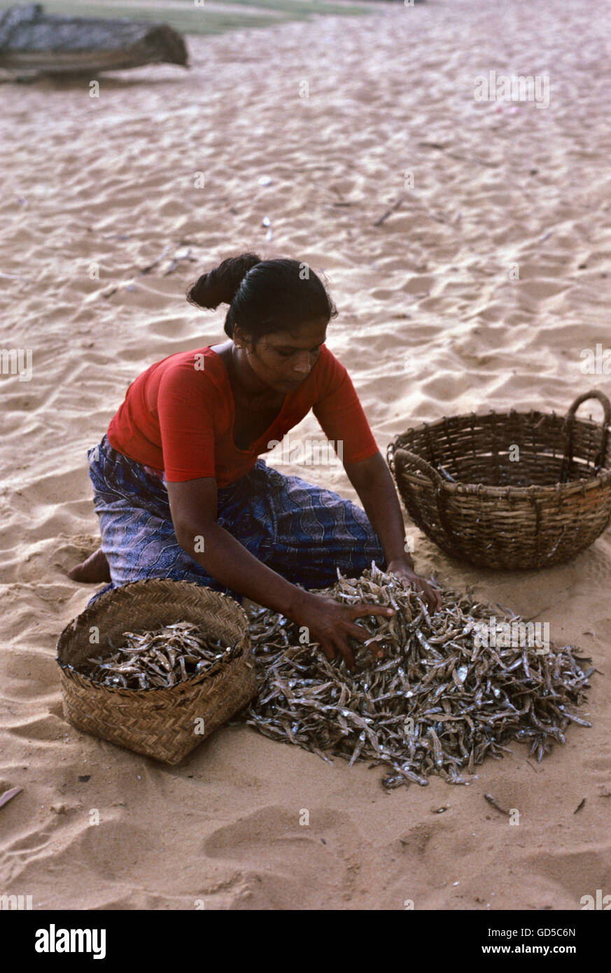 Salting drying fish Stock Photo - Alamy