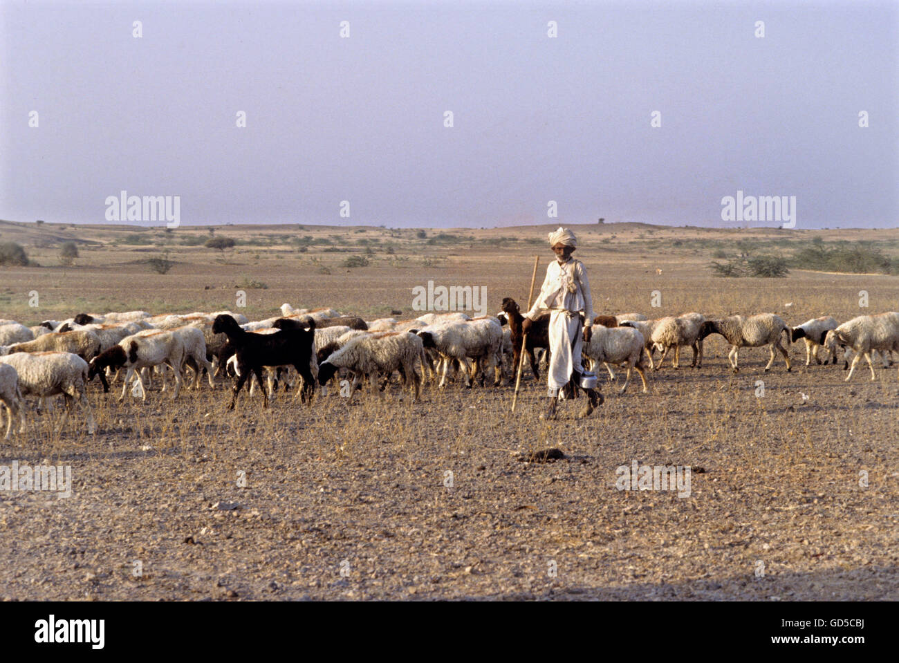 Cattle kutch gujarat india hi-res stock photography and images - Alamy