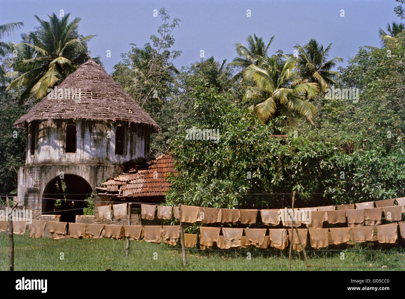 Rubber Estate High Resolution Stock Photography and Images - Alamy