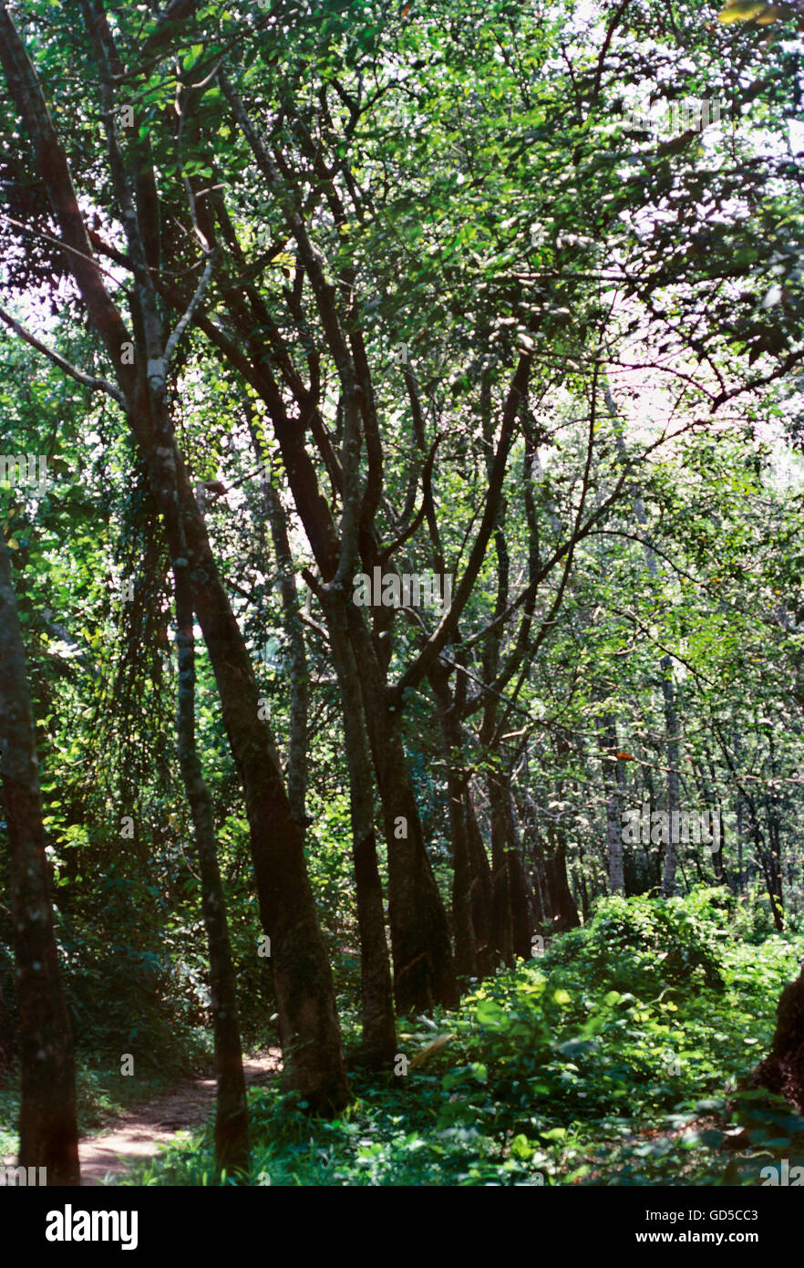 Kerala rubber plantations hi-res stock photography and images - Alamy