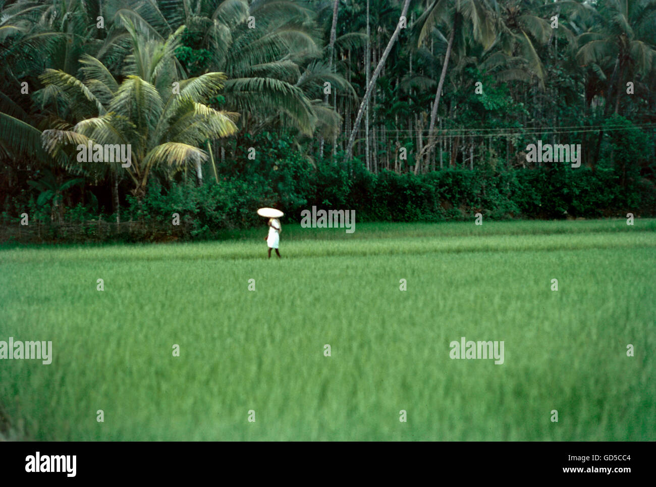 Farmer in traditional hat Stock Photo - Alamy