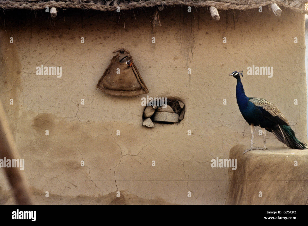Peacock outside mud hut Stock Photo - Alamy