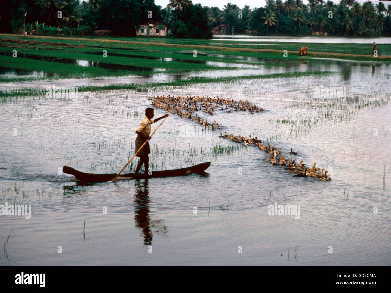 Man rowing through paddy field Stock Photo - Alamy