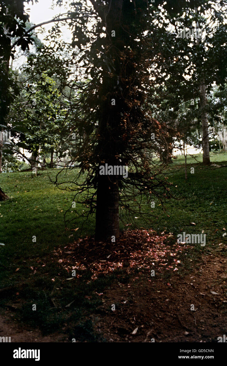 Flowering trees of india hi-res stock photography and images - Alamy