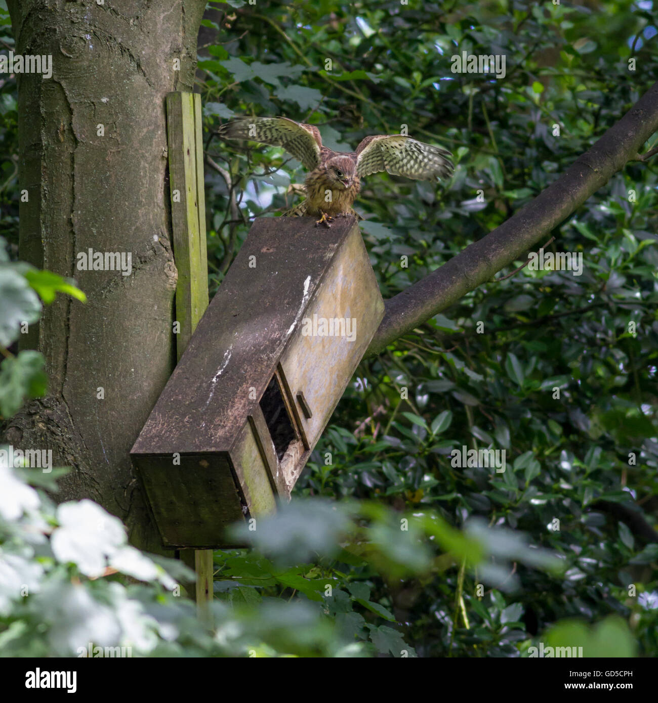 Fledgling kestrel (Falco tinnunculus) exercising its wings on top of ...