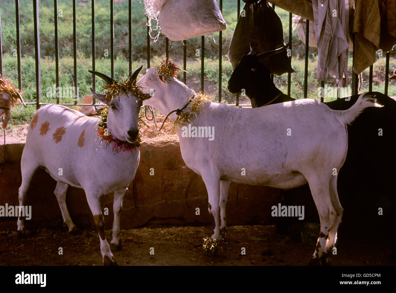 Bakr id hi-res stock photography and images - Alamy