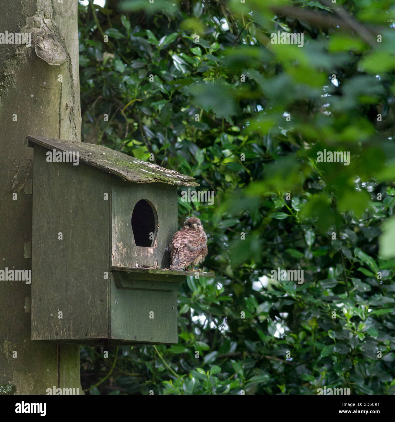 Kestrel nest box hi-res stock photography and images - Alamy