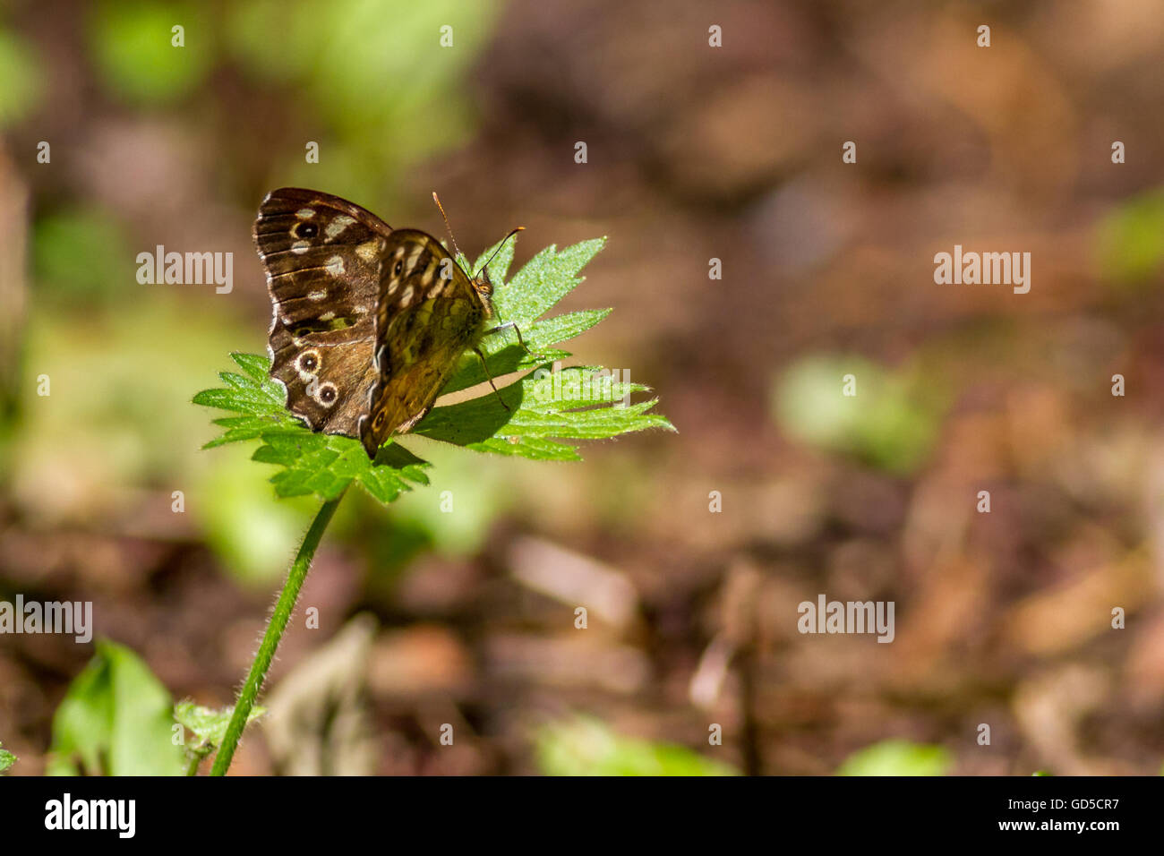 Speckled wood butterfly hi-res stock photography and images - Alamy